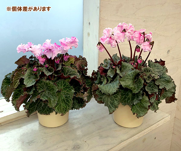 シクラメン：オーナメントリーフ5号鉢植え の通販 | 園芸ネット