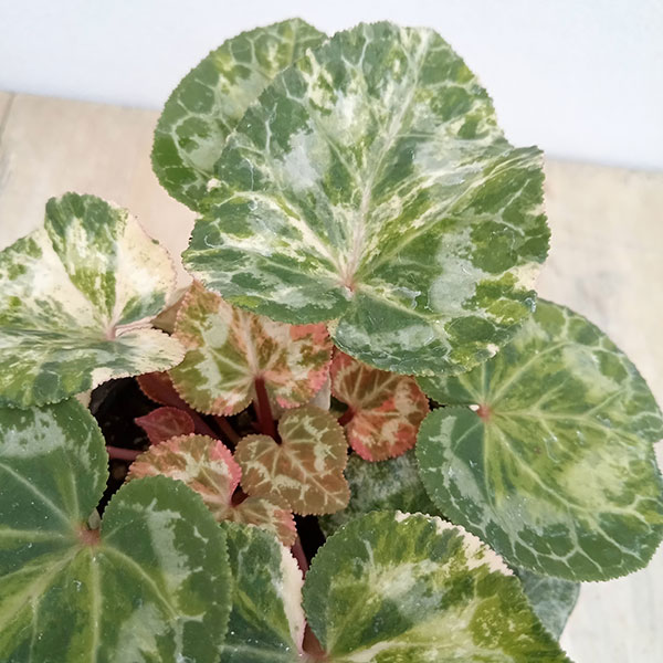 シクラメン（ミニ）：カメレオンビューティ3号ポット の通販 | 園芸ネット