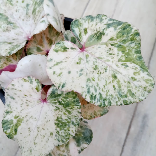 シクラメン（ミニ）：カメレオンビューティ3号ポット の通販 | 園芸ネット