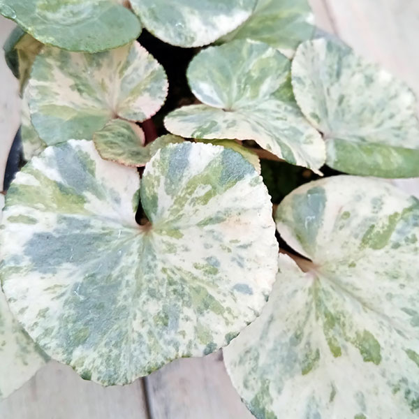 シクラメン（ミニ）：カメレオンビューティ3号ポット の通販 | 園芸ネット