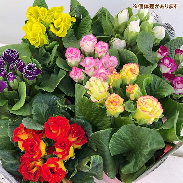 園芸ネット本店｜プリムラ：ジュリアン ラブ3.5号ポット の通販【公式】