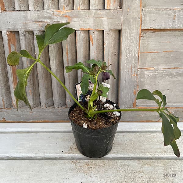 杉光園芸さんのクリスマスローズ：ダブルブラック24-08／4号ポット（開花終了株） の通販 | 園芸ネット