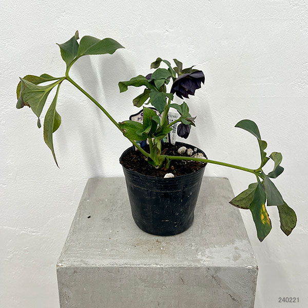 杉光園芸さんのクリスマスローズ：ダブルブラック24-08／4号ポット（開花終了株） の通販 | 園芸ネット