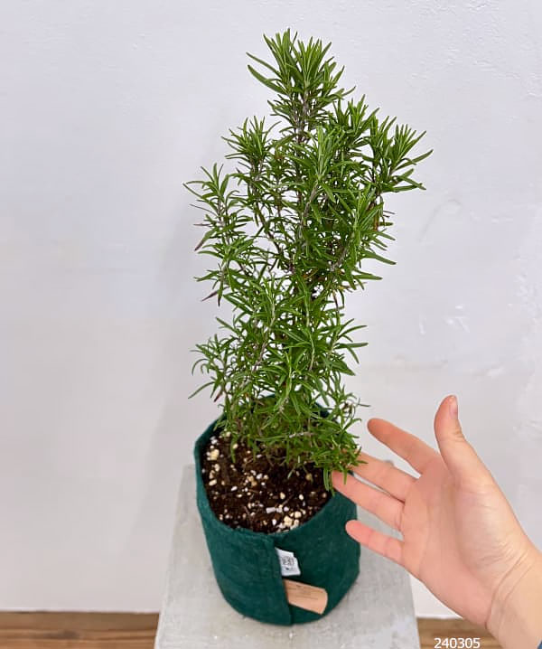 園芸ネット本店｜ローズマリー（立性）：スピーディー5号（ルーツポーチ・フォレスト1ガロン植え） の通販【公式】