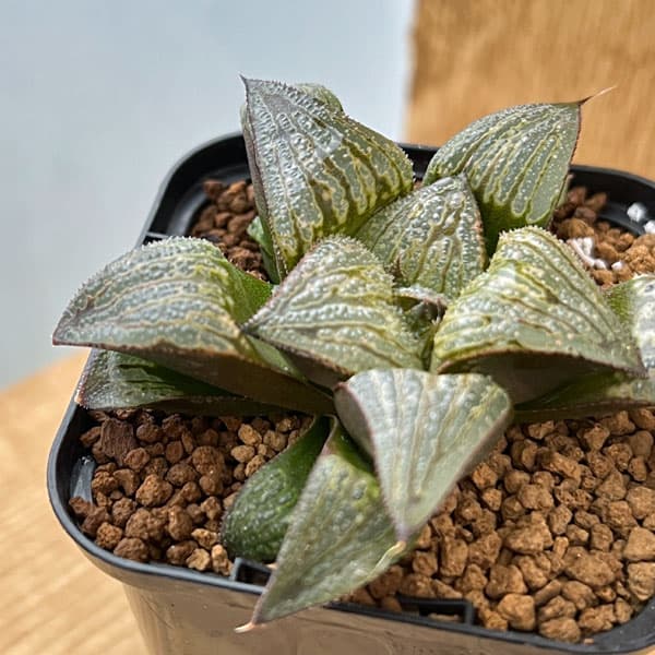 ハオルチア：孫悟空 2.5号スクエア鉢 の通販 | 園芸ネット