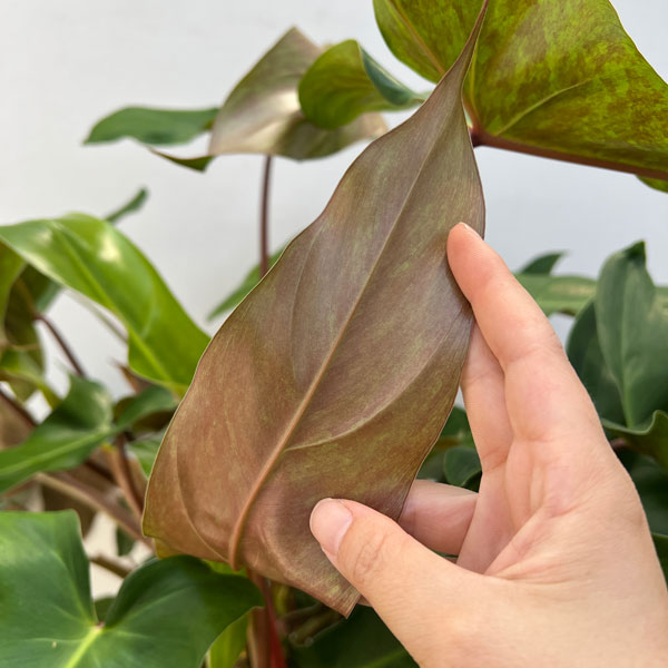 園芸ネット本店｜フィロデンドロン：メキシカム 8号鉢植え の通販【公式】