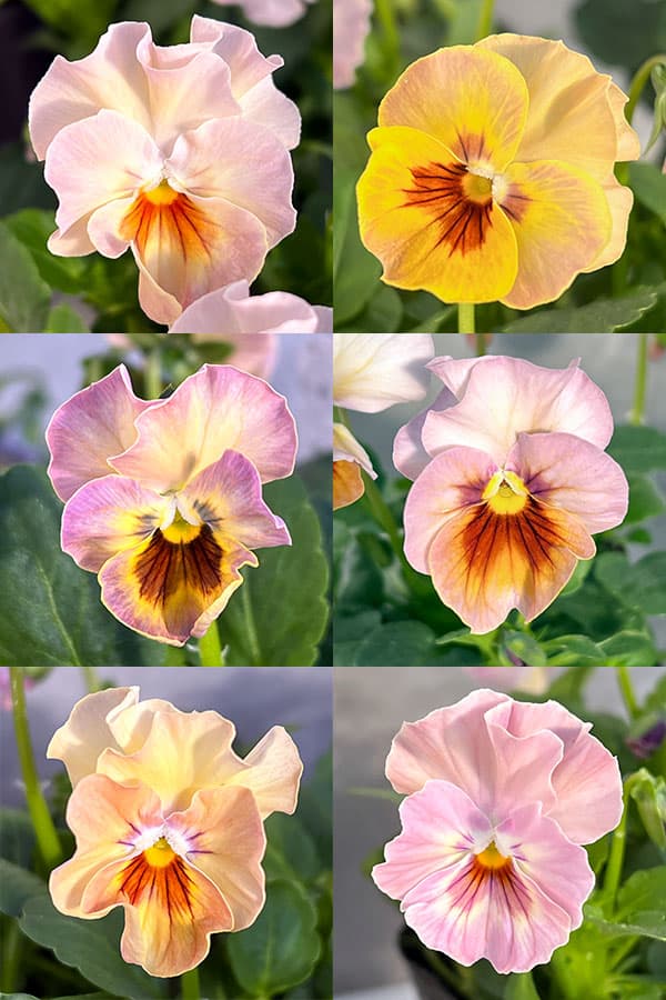 園芸ネット本店｜見元園芸さんのパンジー：アジアンビューティー Z35／3.5号ポット の通販【公式】