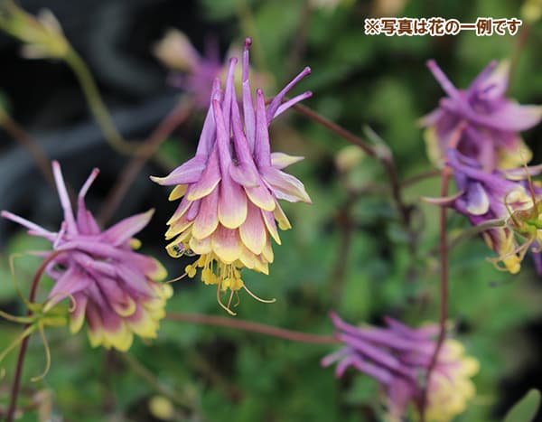 オダマキ：ミモトオダマキ マイコ3.5号ポット の通販 | 園芸ネット