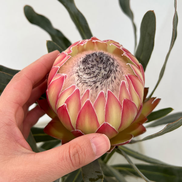 プロテア：ポッサムマジック 7号鉢植え（2F）* の通販 | 園芸ネット