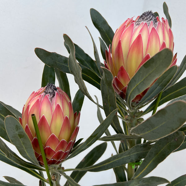 プロテア：ポッサムマジック 7号鉢植え（2F）* の通販 | 園芸ネット