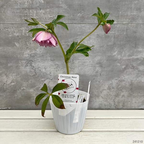 松村ナーセリーさんのクリスマスローズ：25-36メガダブル5号ポット の通販 | 園芸ネット