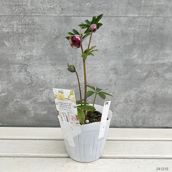 松村ナーセリーさんのクリスマスローズ：25-59ダブル マルチペタル5号ポット（開花～咲き進み株） の通販 | 園芸ネット