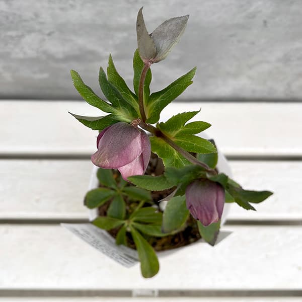 松村ナーセリーさんのクリスマスローズ：25-59ダブル マルチペタル5号ポット（開花～咲き進み株） の通販 | 園芸ネット