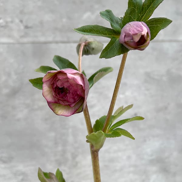 松村ナーセリーさんのクリスマスローズ：25-59ダブル マルチペタル5号ポット（開花～咲き進み株） の通販 | 園芸ネット