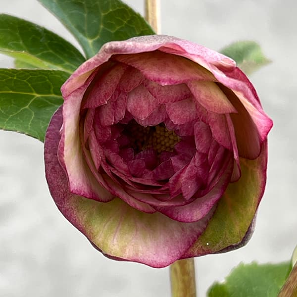 松村ナーセリーさんのクリスマスローズ：25-59ダブル マルチペタル5号ポット（開花～咲き進み株） の通販 | 園芸ネット