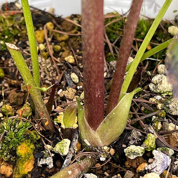 松村ナーセリーさんのクリスマスローズ：25-59ダブル マルチペタル5号ポット（開花～咲き進み株） の通販 | 園芸ネット