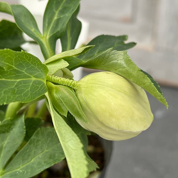 園芸ネット本店｜花郷園さんのクリスマスローズ：25-10ダブル イエロー／4.5号ポット の通販【公式】