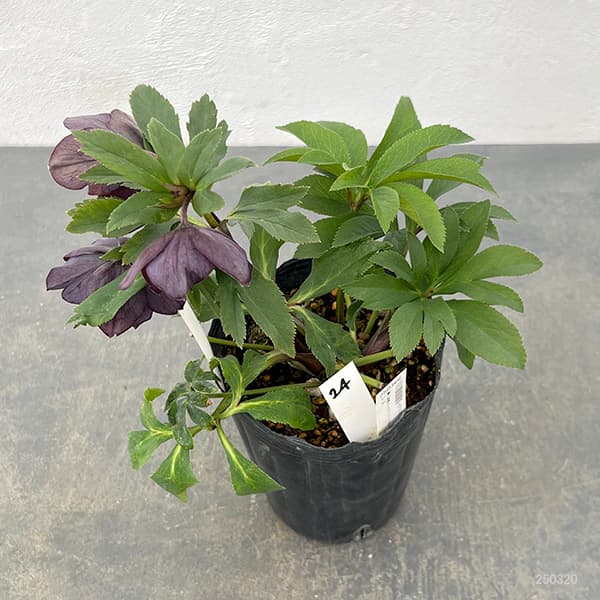 花郷園さんのクリスマスローズ：25-24シングル ブラック／4.5号ポット の通販 | 園芸ネット