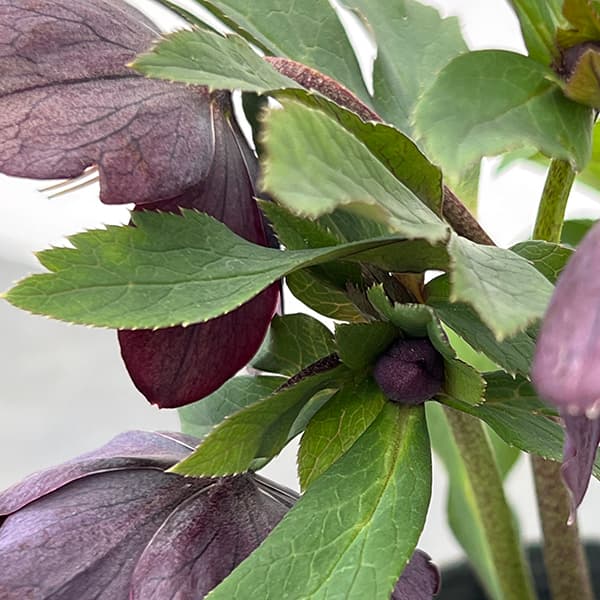 花郷園さんのクリスマスローズ：25-24シングル ブラック／4.5号ポット の通販 | 園芸ネット