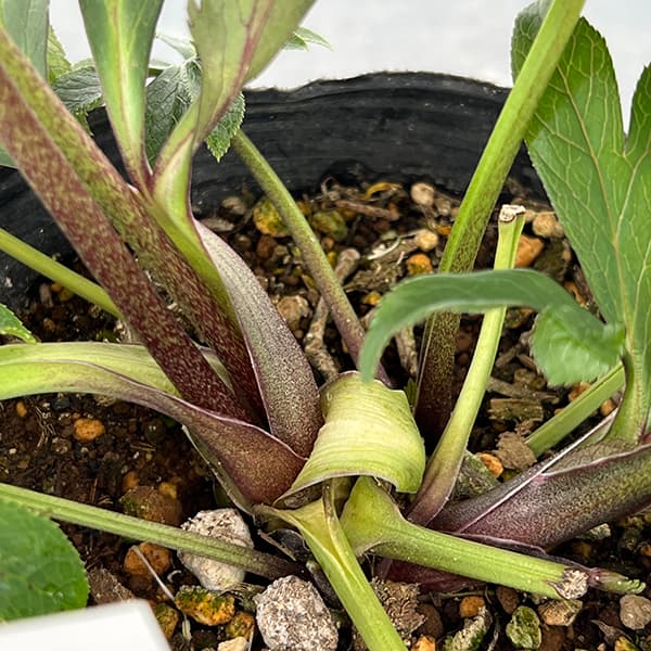 花郷園さんのクリスマスローズ：25-24シングル ブラック／4.5号ポット の通販 | 園芸ネット