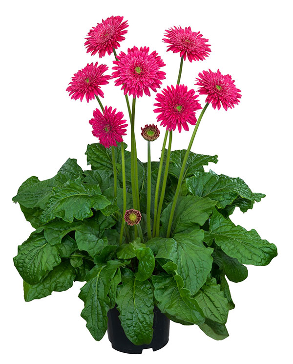 ガーデンガーベラ（ガルビネア）：サンシェイパー トロピカル ミロウ3.5号ロングポット の通販 | 園芸ネット